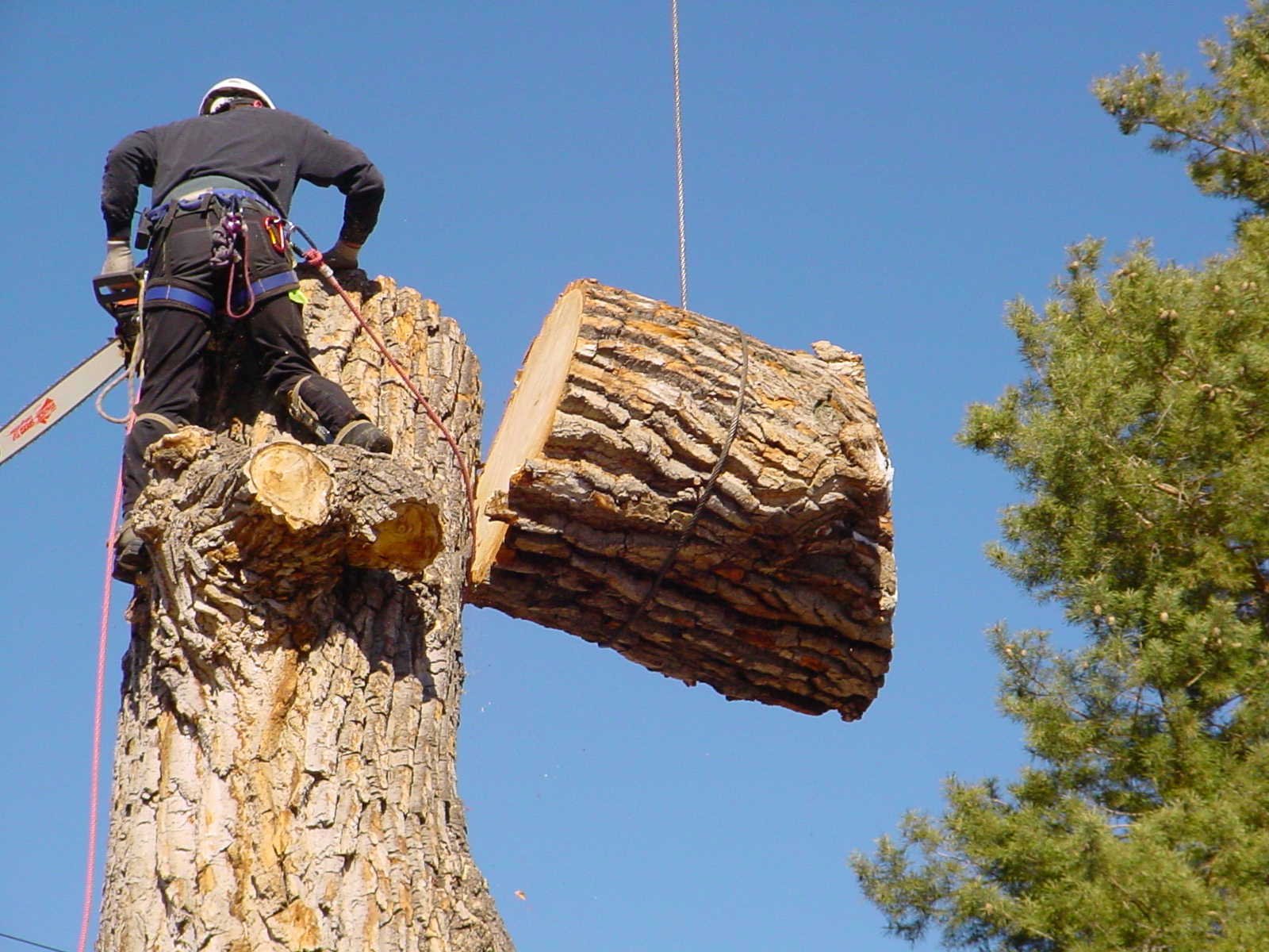 Tree removal and stump grinding - Owens Brothers Tree Service & Removal