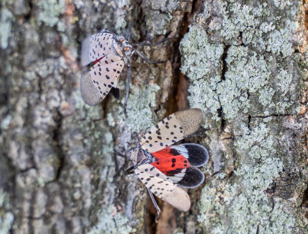 Spotted Lantern Fly Tree Damage & Control - Owens Brothers Tree Service ...