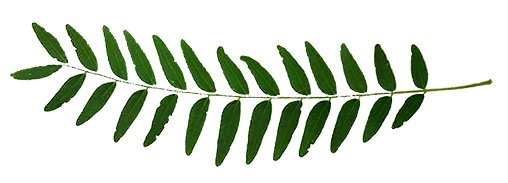 A Beginner’s Guide to Identifying Trees by Their Leaves - Owens ...